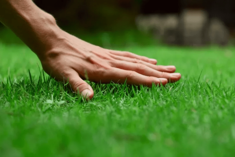 Why Touching Grass Really Works: Nature as Nervous System Regulation ...