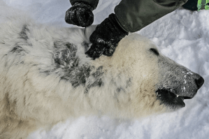 What Color Is the Polar Bear’s Skin? – Xorvex